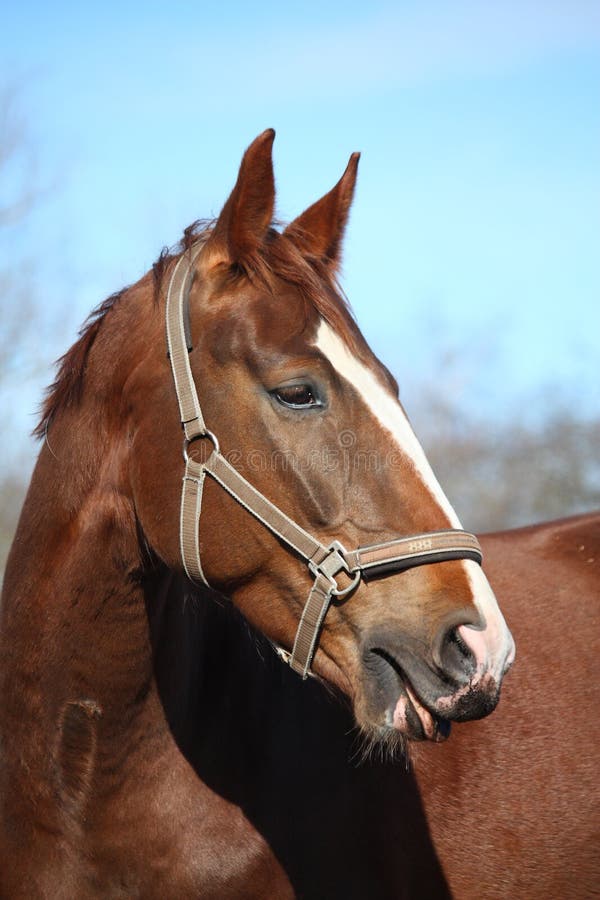 Beautiful Horse Portrait in Early Spring Stock Image - Image of season ...