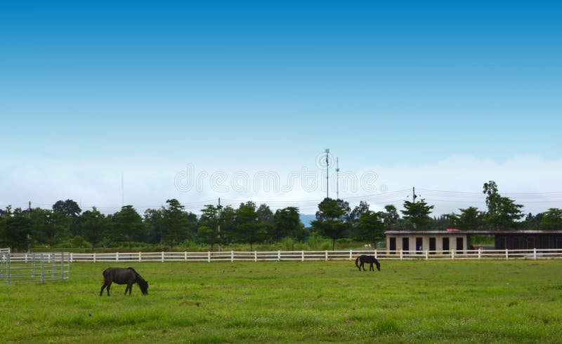 Beautiful Horse on the Ranch Stock Photo - Image of autumn, gate: 99440202