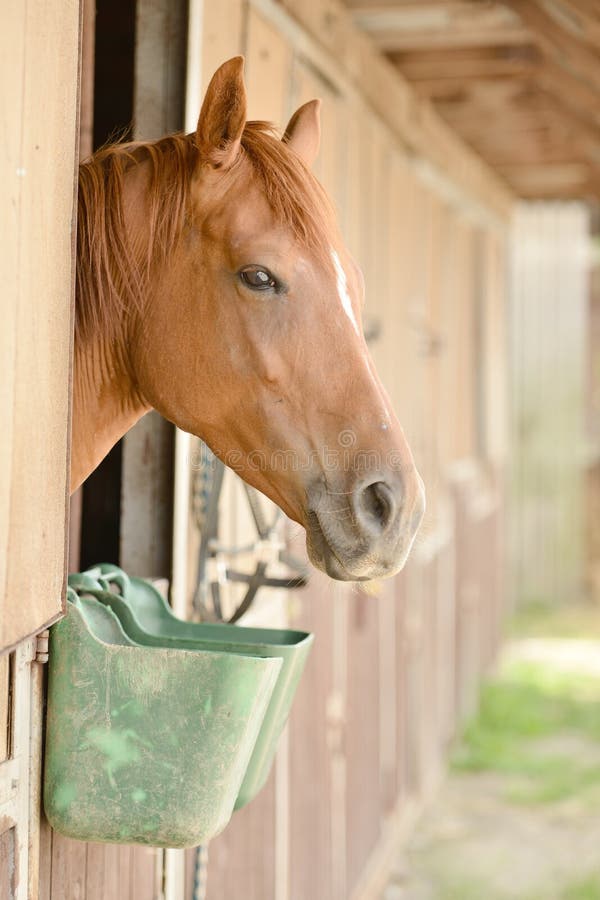 Beautiful Horse in a Stable Stock Image - Image of face, color: 41529485