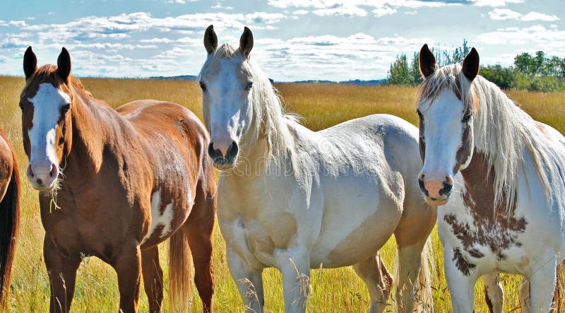Beautiful Horse in Their Paddock Stock Image - Image of canada, three ...