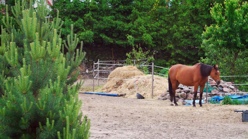 Beautiful Horse Walks on the Paddock on a Summer Morning Stock Footage ...