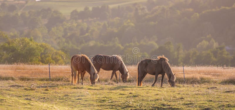 Beautiful Horse - Wonder of Nature. Beautiful Horse - in Natural ...