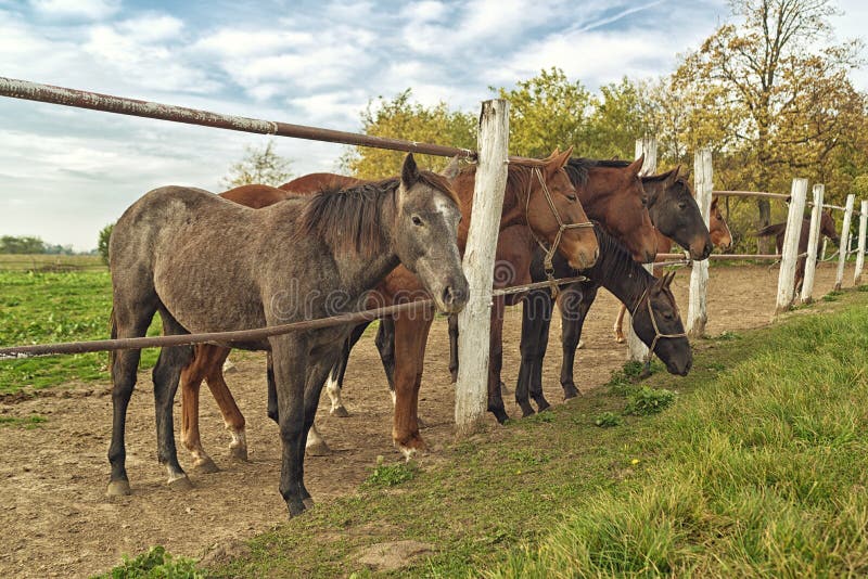 Beautiful Horses on the Farm Ranch Stock Image - Image of rural ...