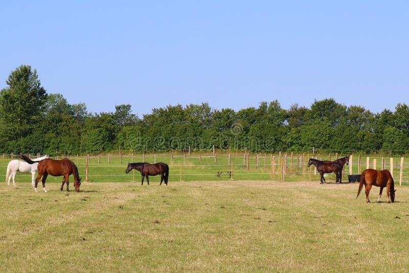 Beautiful Horses in the Field. Stock Image - Image of animal, beauty ...