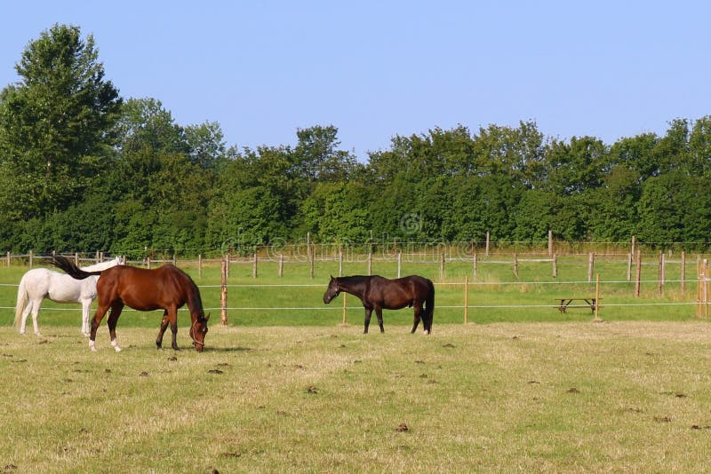 Beautiful Horses in the Field. Stock Photo - Image of green, land ...