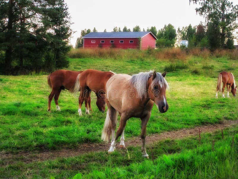Beautiful Horses Graze in the Paddock in the Evening Stock Photo ...