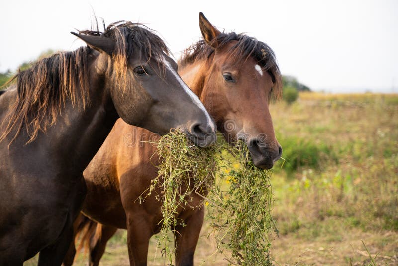 Beautiful Horses Graze in the Pasture. Stock Photo - Image of animal ...