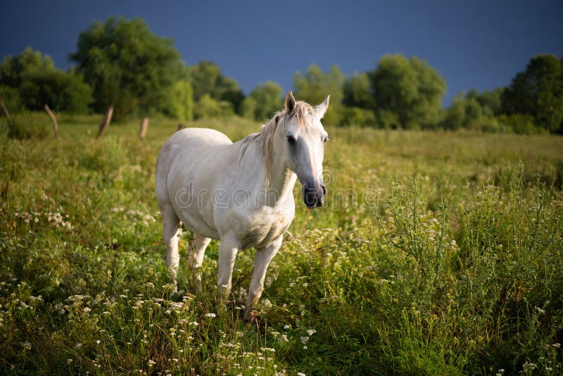 Beautiful Horses Graze in the Pasture. Stock Photo - Image of group ...