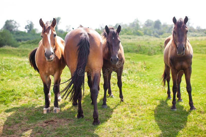 Beautiful Horses Graze in the Pasture Stock Image - Image of grass ...