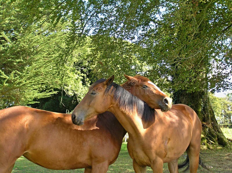 Beautiful horses in love stock image. Image of companion - 49482753