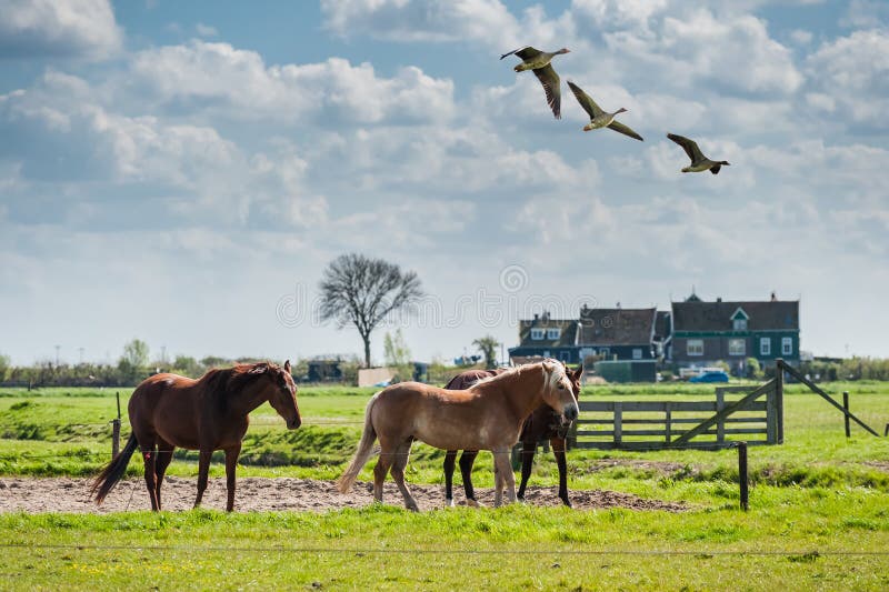 Beautiful Horses in Paddock Stock Photo - Image of field, mare: 73499084
