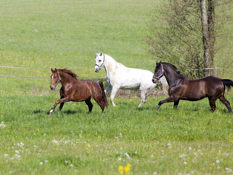 Beautiful Horses Run Free in Paddock Stock Photo - Image of black ...