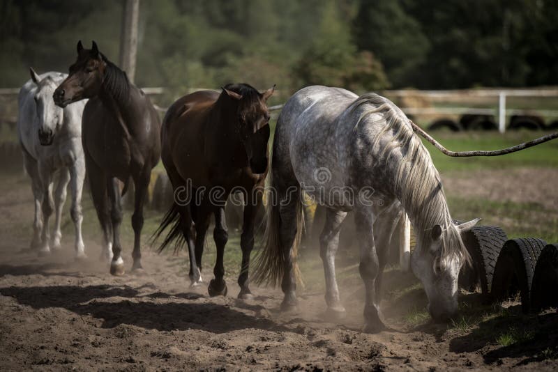 Beautiful Horses in a Stud Farm Stock Photo - Image of grass ...