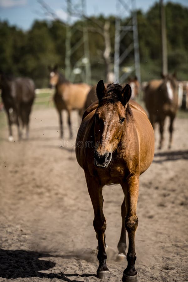 Beautiful Horses in a Stud Farm Stock Image - Image of cooperate ...