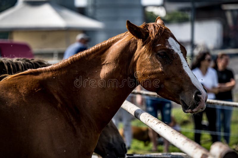 Beautiful Horses in a Stud Farm Stock Photo - Image of grass, humans ...