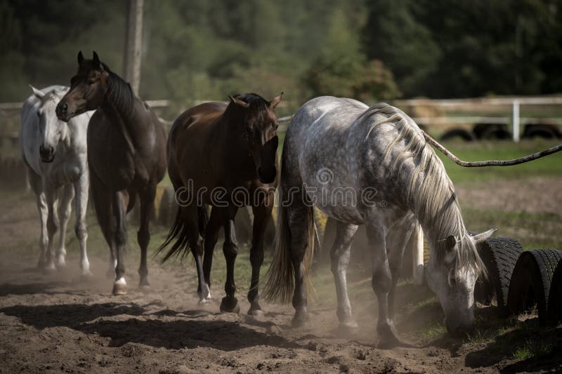 Beautiful Horses in a Stud Farm Stock Photo - Image of horse, summer ...