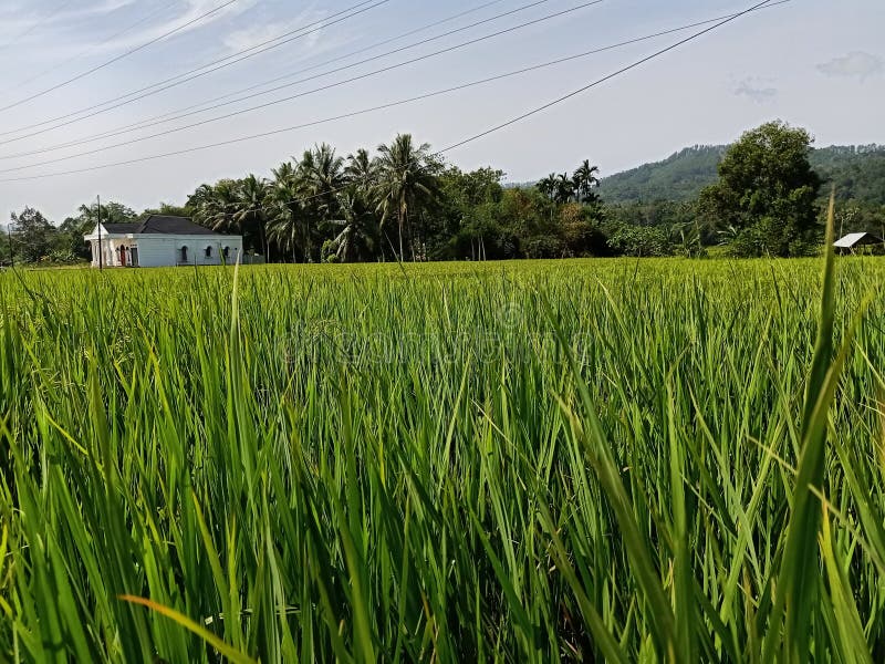 Beautiful House Around the Rice Field Stock Photo - Image of tree, crop ...