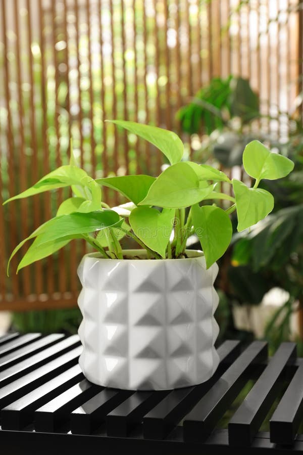 Beautiful House Plant in Pot on Table Stock Image - Image of leaf ...