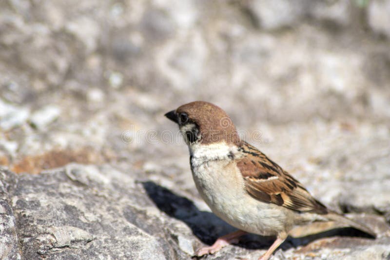 Beautiful House Sparrow on a Rock Stock Photo - Image of bird ...