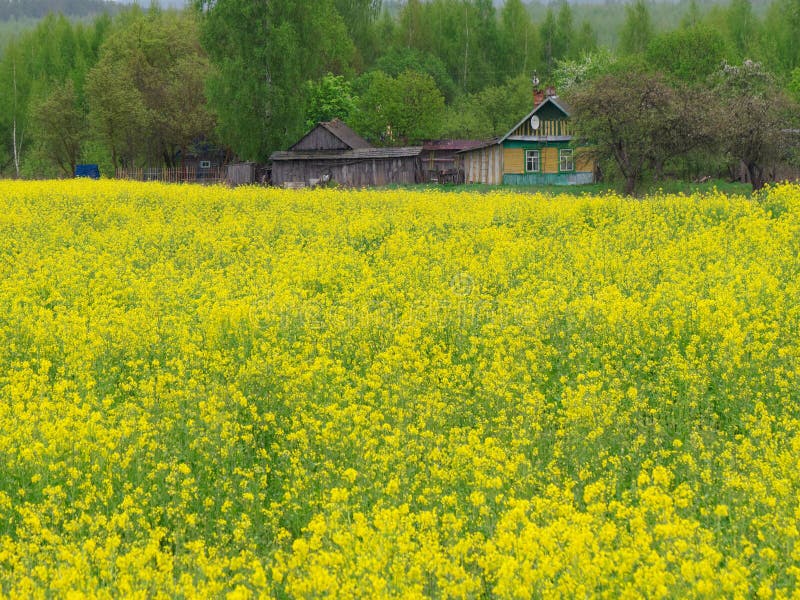 Beautiful House in the Village Beyond the Spring Field Stock Image ...
