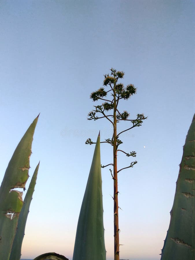 Beautiful Huge Agave with Sky Background Stock Image - Image of cacti ...