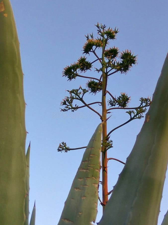 Beautiful Huge Agave with Sky Background Stock Image - Image of field ...
