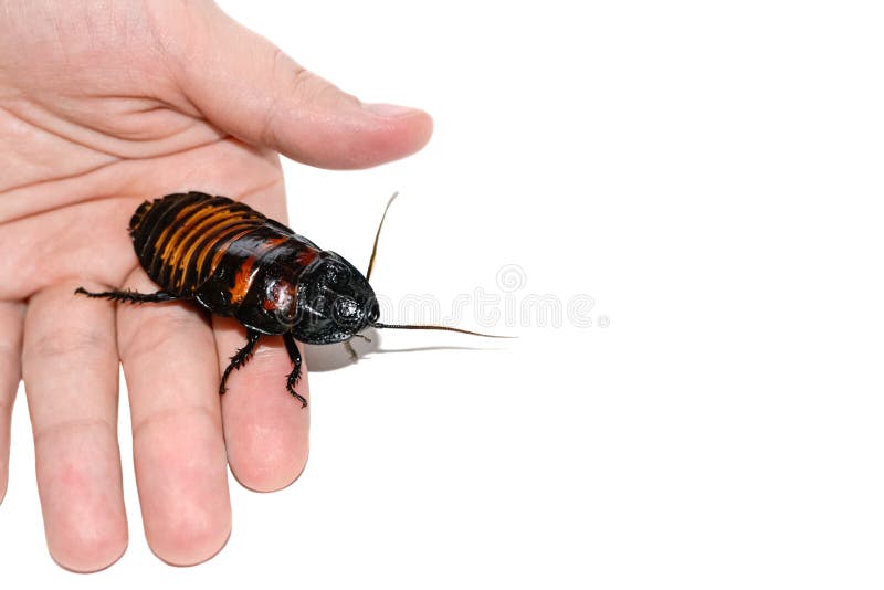 Beautiful Huge Madagascar Hissing Cockroach Crawls Stock Image - Image ...