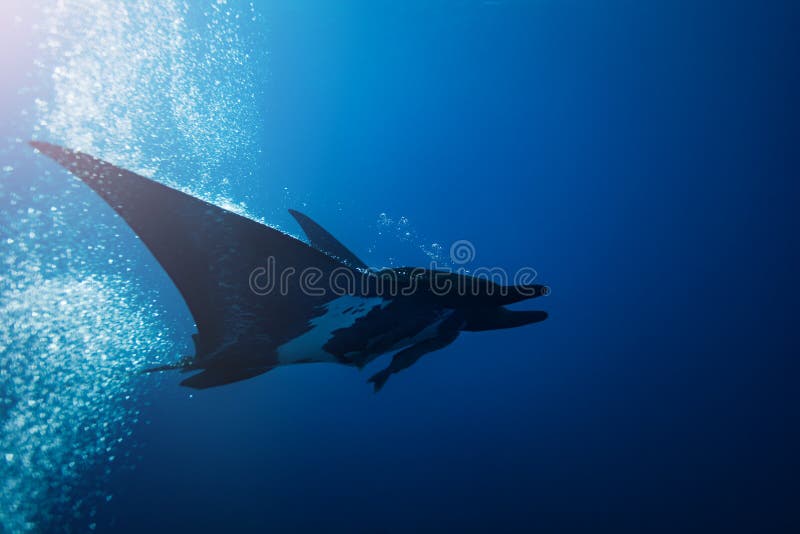 Beautiful Huge Manta Ray View from Side Underwater Stock Image - Image ...