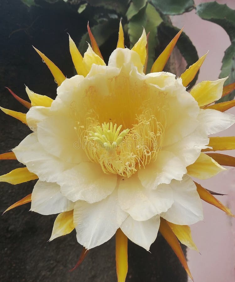 Beautiful and Huge Pitaya Flower Stock Photo - Image of beautiful ...