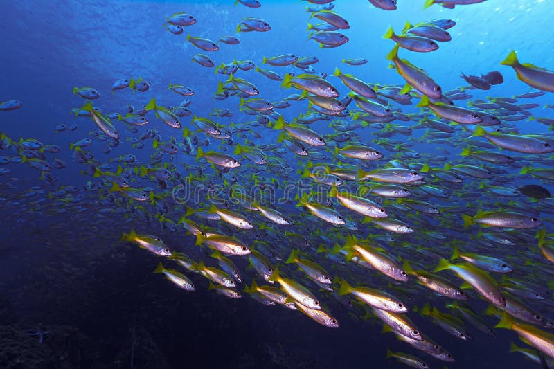 Beautiful and Huge School of Snapper Fish Stock Image - Image of dive ...
