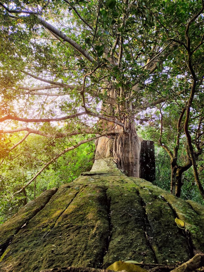 Big Rock with Beautiful Huge Tree Stock Image - Image of garden, green ...