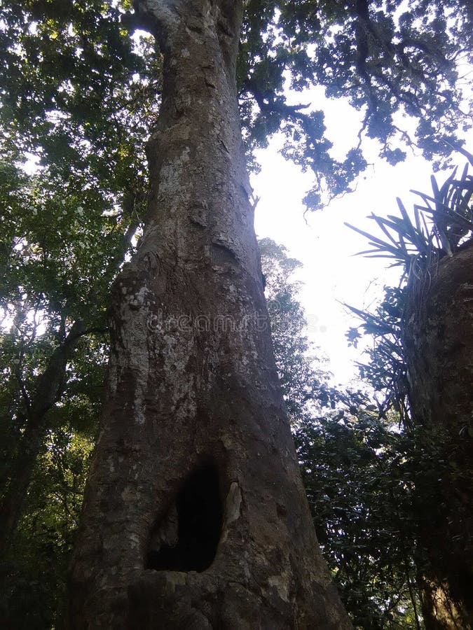 Beautiful Huge Tree in Nature Stock Photo - Image of flower, nature ...