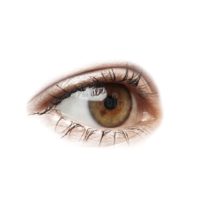 Beautiful Human Eye Isolated on White, Closeup Stock Image - Image of ...