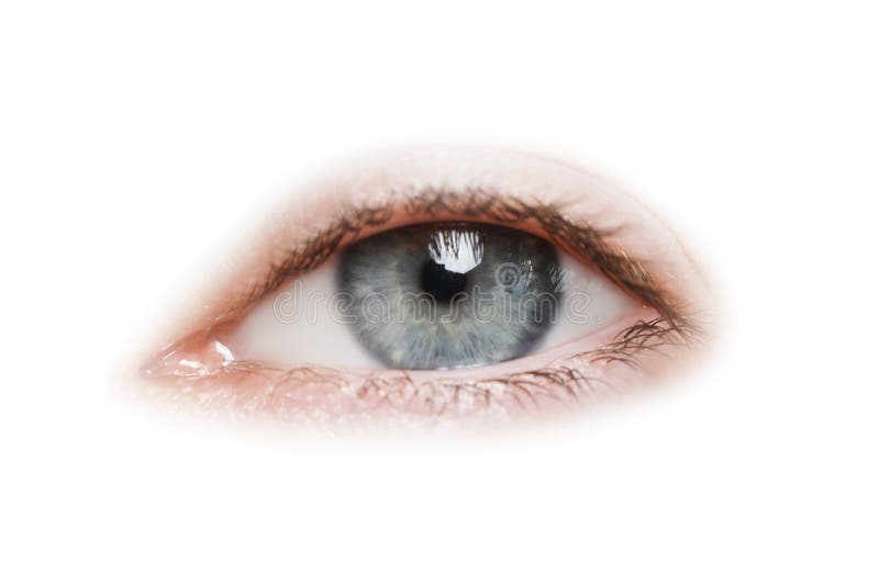 Beautiful Human Eye Isolated on White, Closeup Stock Photo - Image of ...