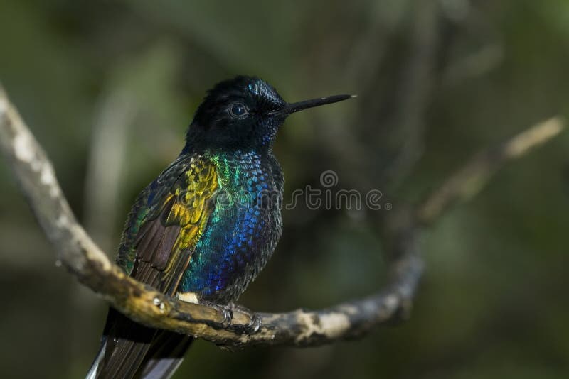A Spectacular Booted Racket-tail Hummingbird Stock Photo - Image of ...