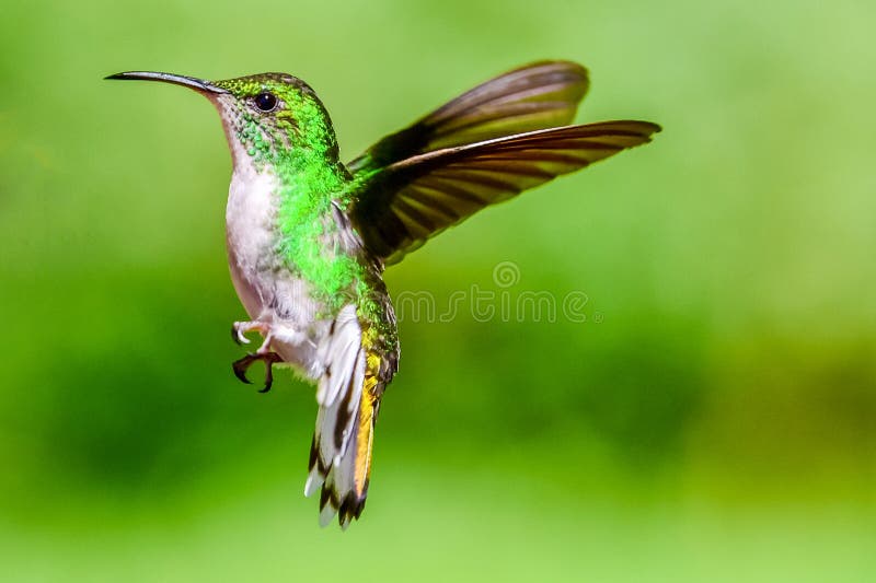 Beautiful Hummingbird with Amazing Colors Stock Photo - Image of color ...