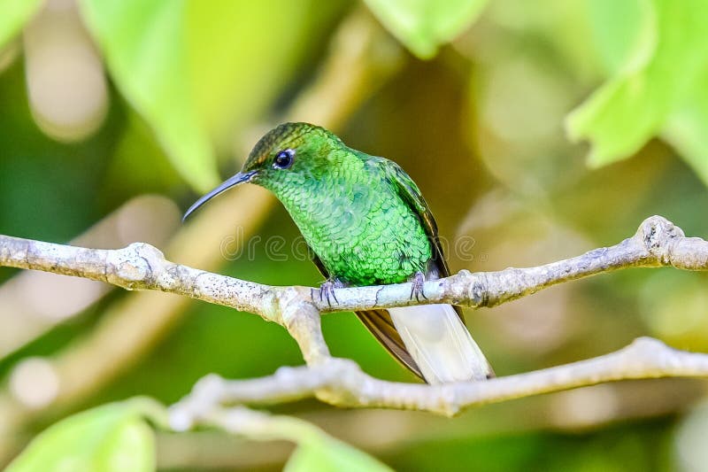Beautiful Hummingbird with Amazing Colors Stock Photo - Image of green ...
