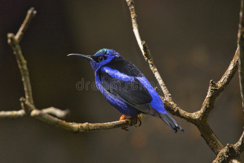 Beautiful Hummingbird in Different Colors Stock Image - Image of beak ...