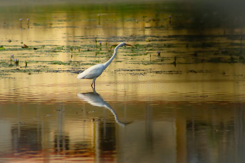 Beautiful Hunting Great Egret Bird in the Water Stock Photo - Image of ...