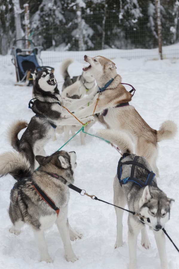 Beautiful Husky Dogs Used for Sledding Stock Image - Image of siberian ...