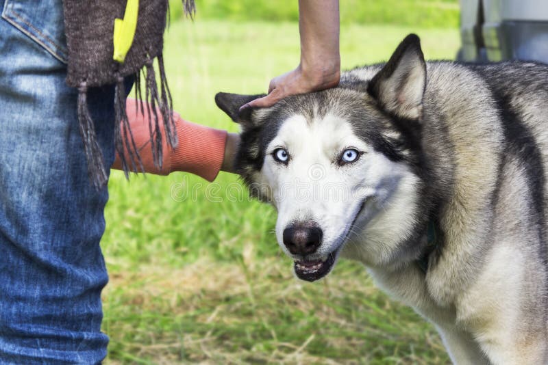 Beautiful Husky Poses on a Walk Stock Image - Image of fluffy, poses ...
