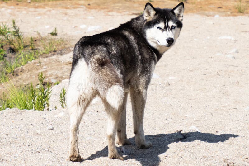 Beautiful Husky in Summer on the Sand Stock Photo - Image of nature ...