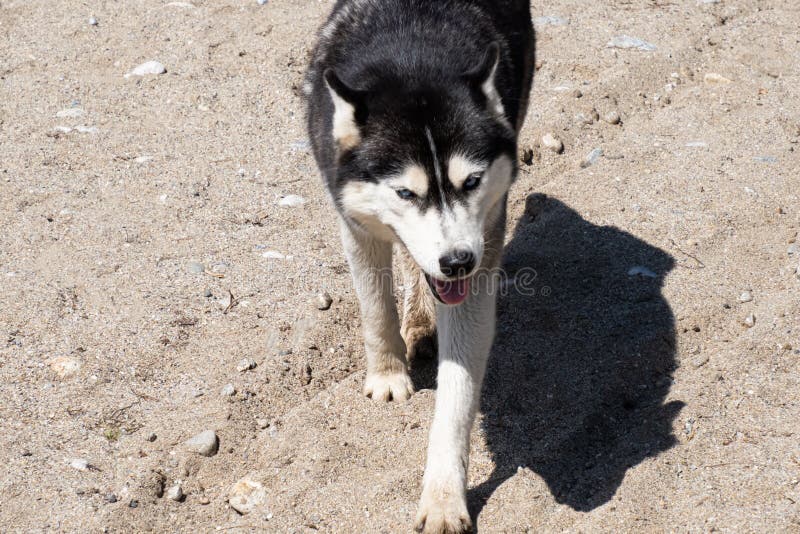 Beautiful Husky in Summer on the Sand Stock Photo - Image of loyal ...