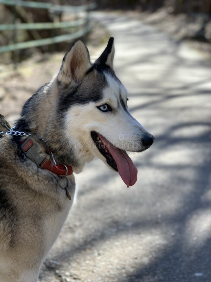 Beautiful Husky stock image. Image of beautiful, husky - 185597013