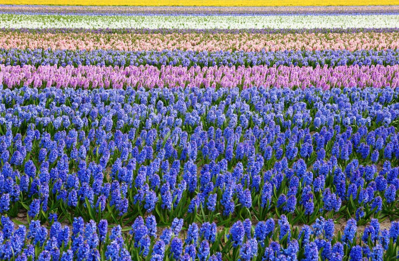 403 Beautiful Hyacinth Flower Fields Netherlands Stock Photos - Free ...