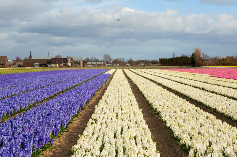 Beautiful Hyacinth Fields in Holland Stock Image - Image of hyacinth ...