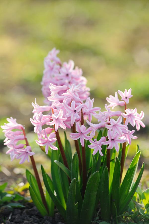Beautiful Hyacinth in Spring Stock Photo - Image of beauty, hyacinth ...