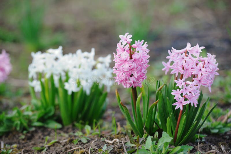 Beautiful Hyacinth in Spring Stock Image - Image of blossom, flora ...