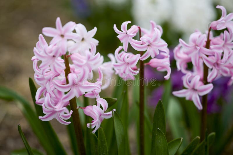 Beautiful Hyacinths in a Spring Stock Image - Image of outdoor, macro ...