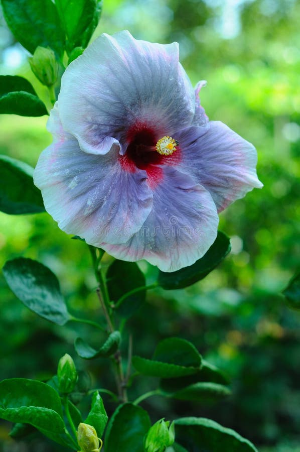 A Beautiful Hybrid Hibiscus Malvaceae Stock Image - Image of botany ...